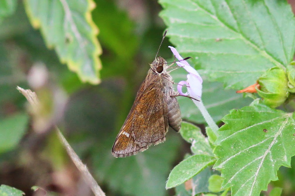 Rio Grande Valley Butterflies: National Butterfly Center, 7/10/14