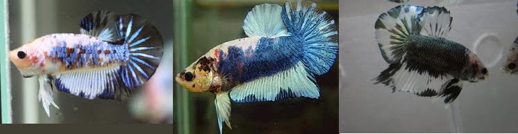 YourBettas: Betta Terminology