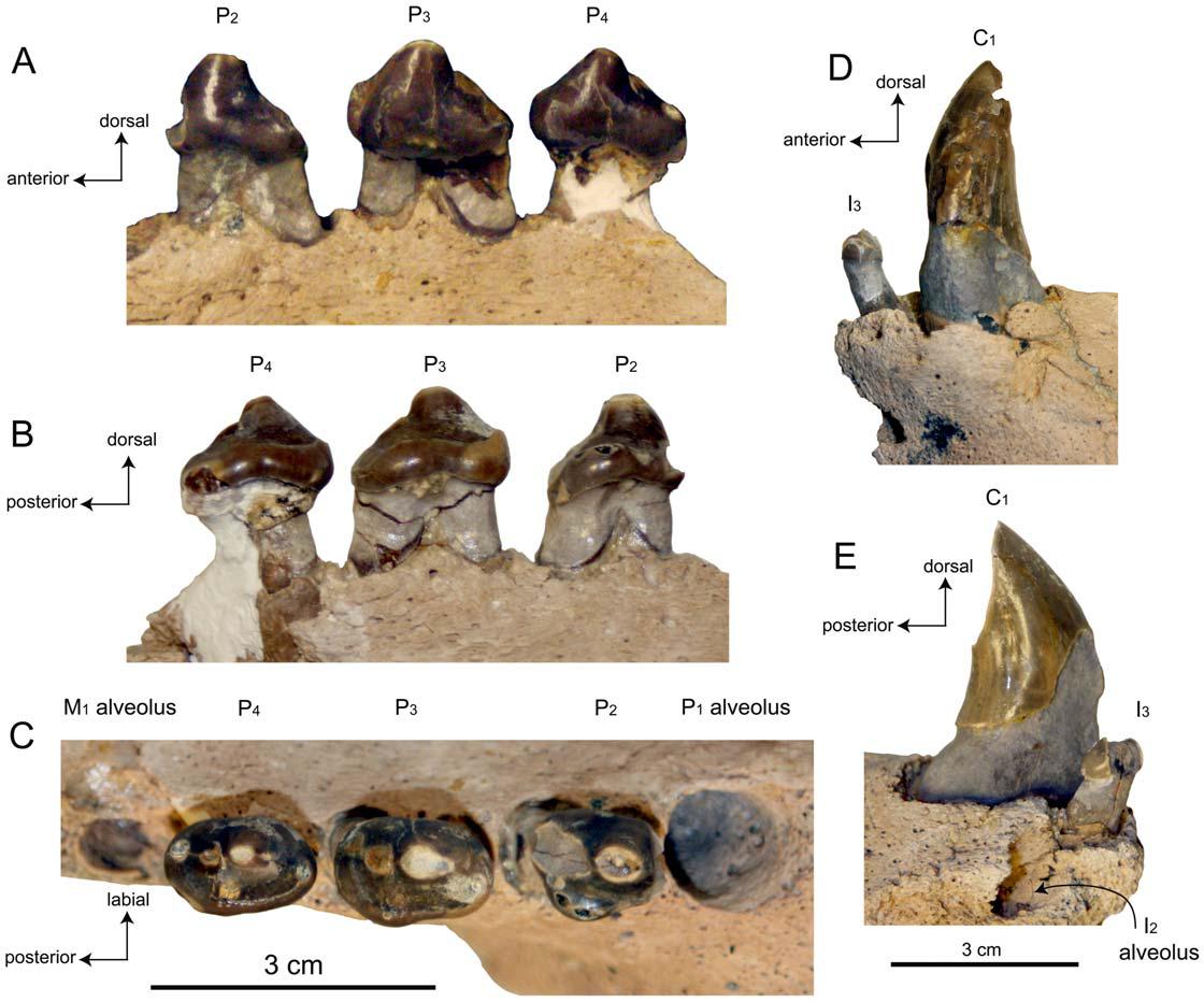 The Coastal Paleontologist: Was Pelagiarctos a "killer" walrus? Part 3 ...