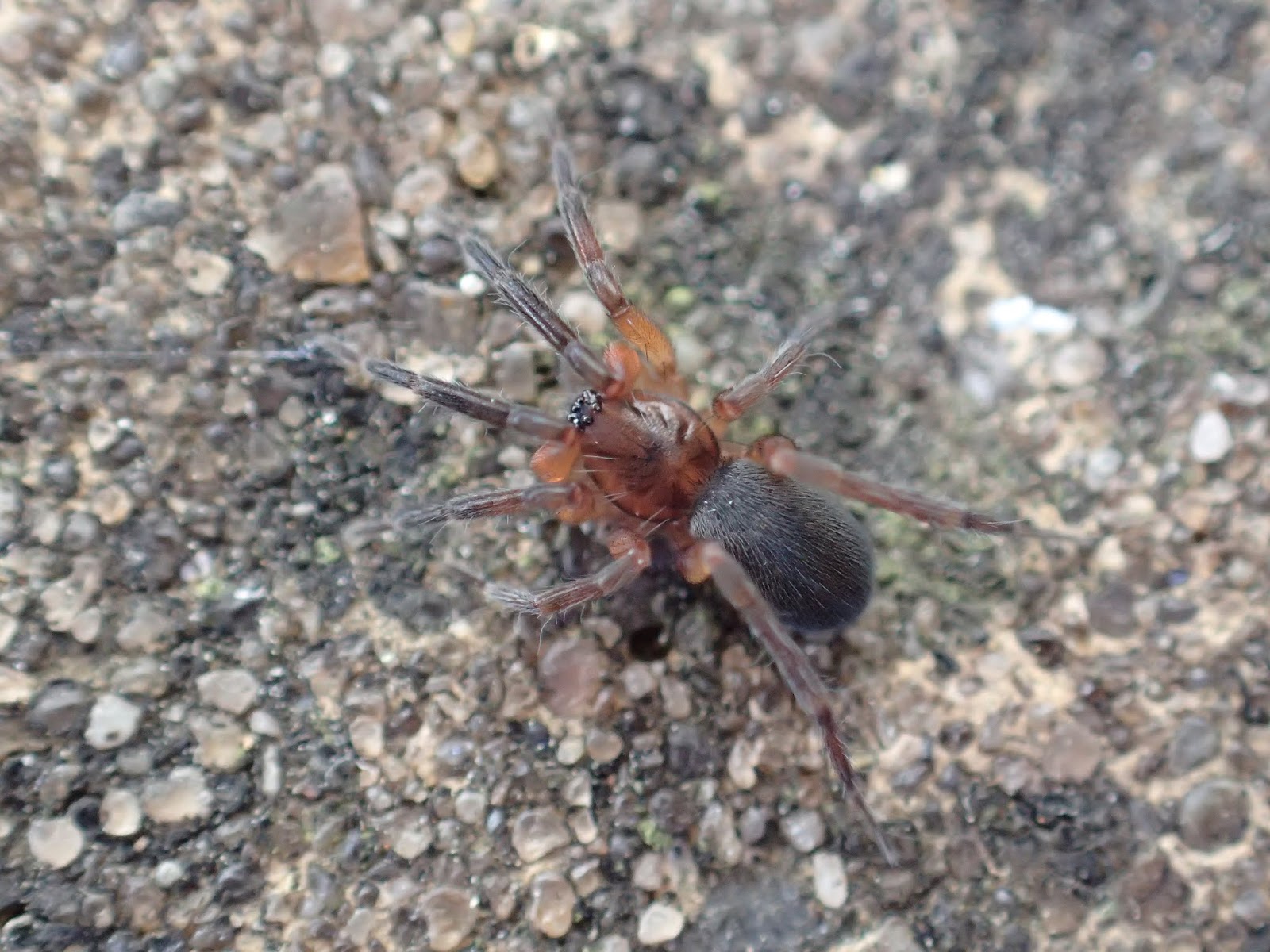 The Lyons Share: Endangered spider best birthday gift ever!