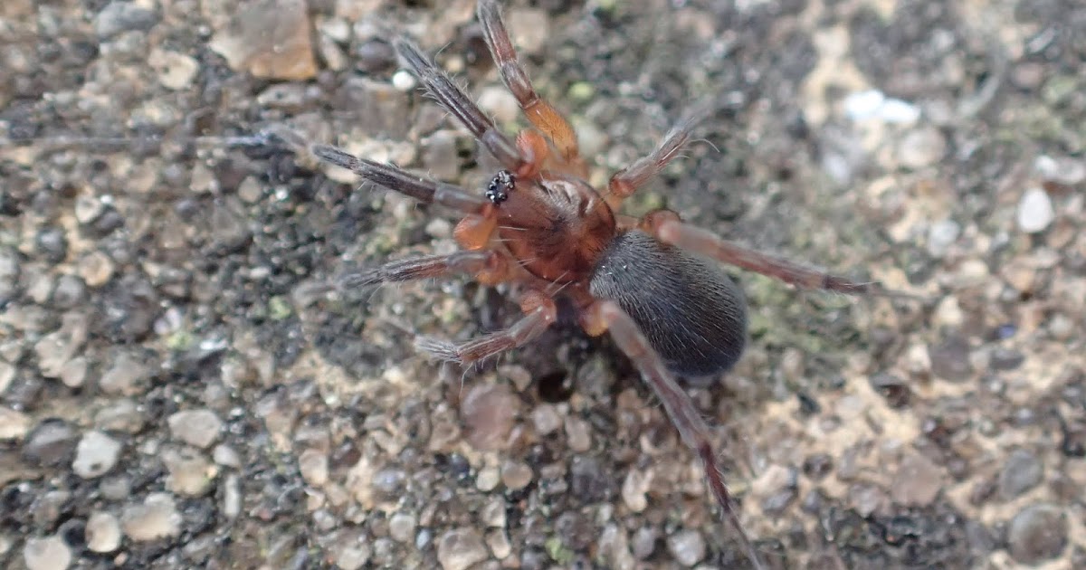 The Lyons Share: Endangered spider best birthday gift ever!