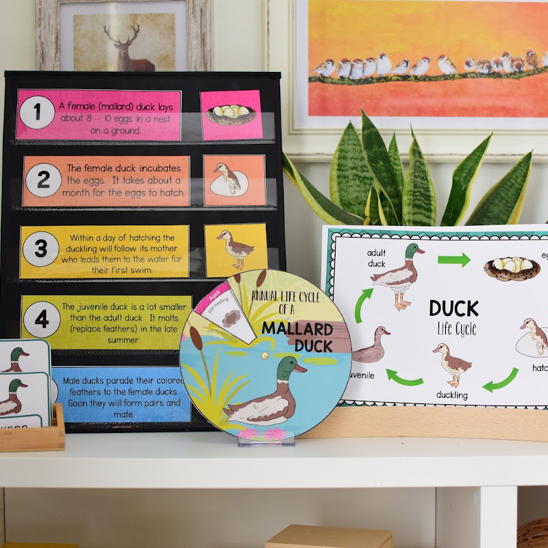 Spring Animal Life Cycles | The Pinay Homeschooler