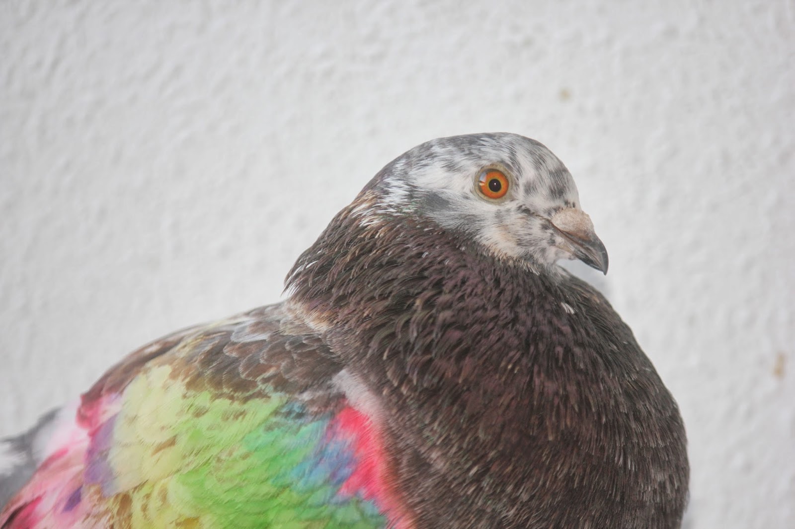 Mis amigas las palomas: Fotos palomas pintadas para carreras/competiciones