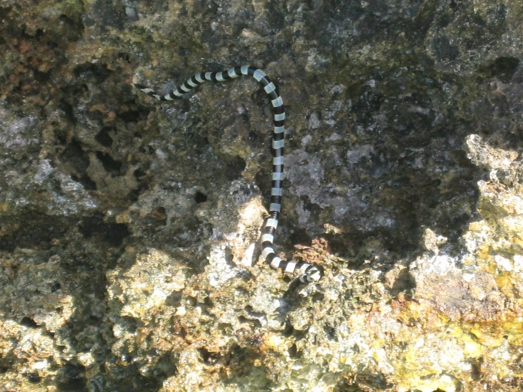 Et Voila Adventures: Maupihaa, Niue and Tonga