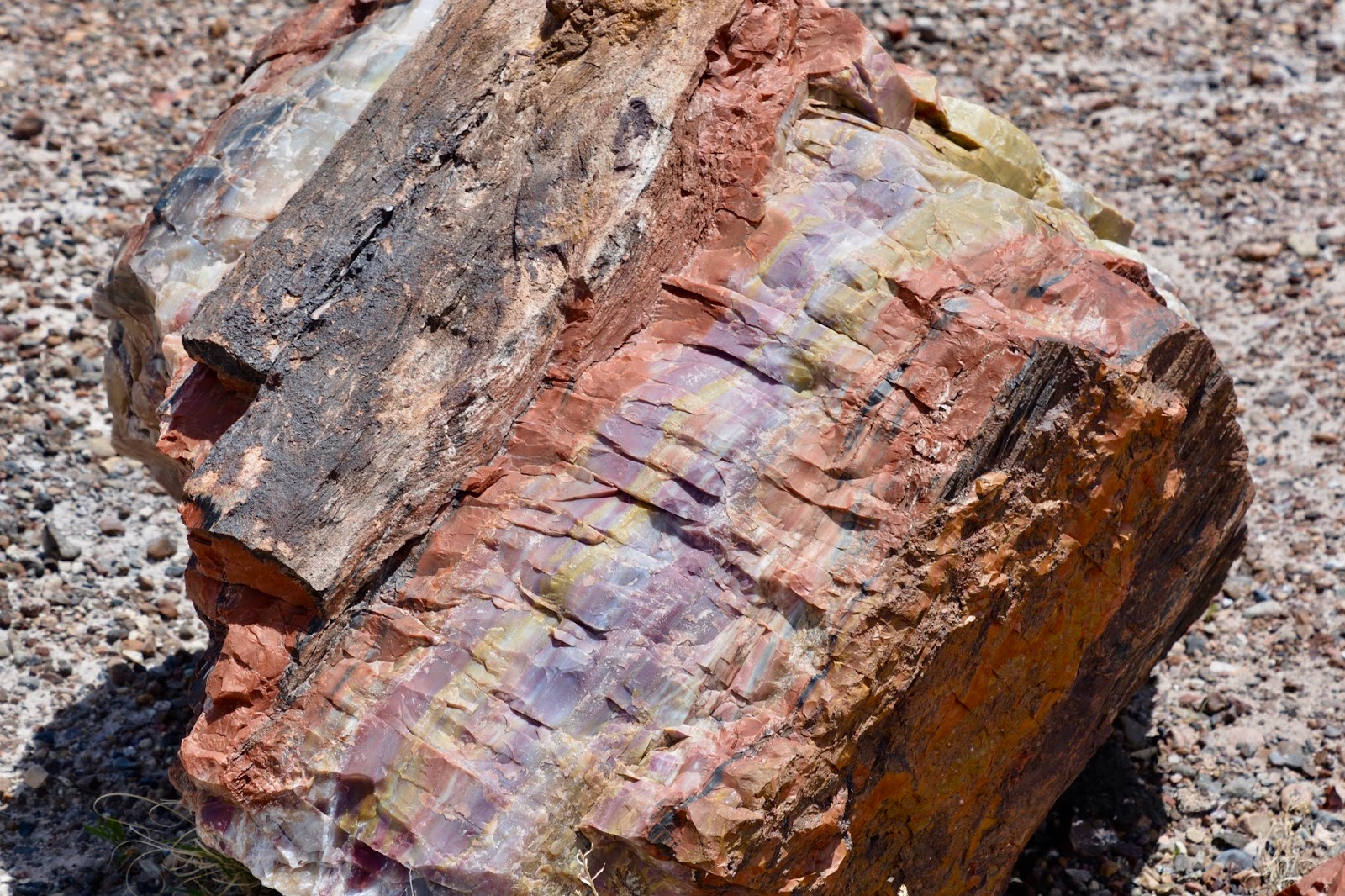 venturing4th: Petrified Forest National Park