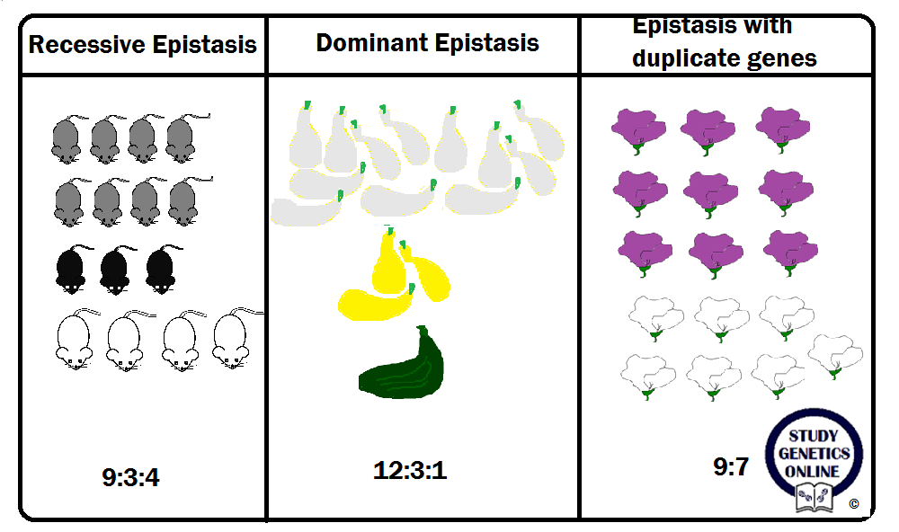 Study Genetics Online: Epistasis