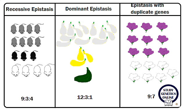 Study Genetics Online: Epistasis