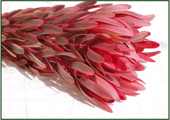 A Passion for Flowers: In the Field: Jester