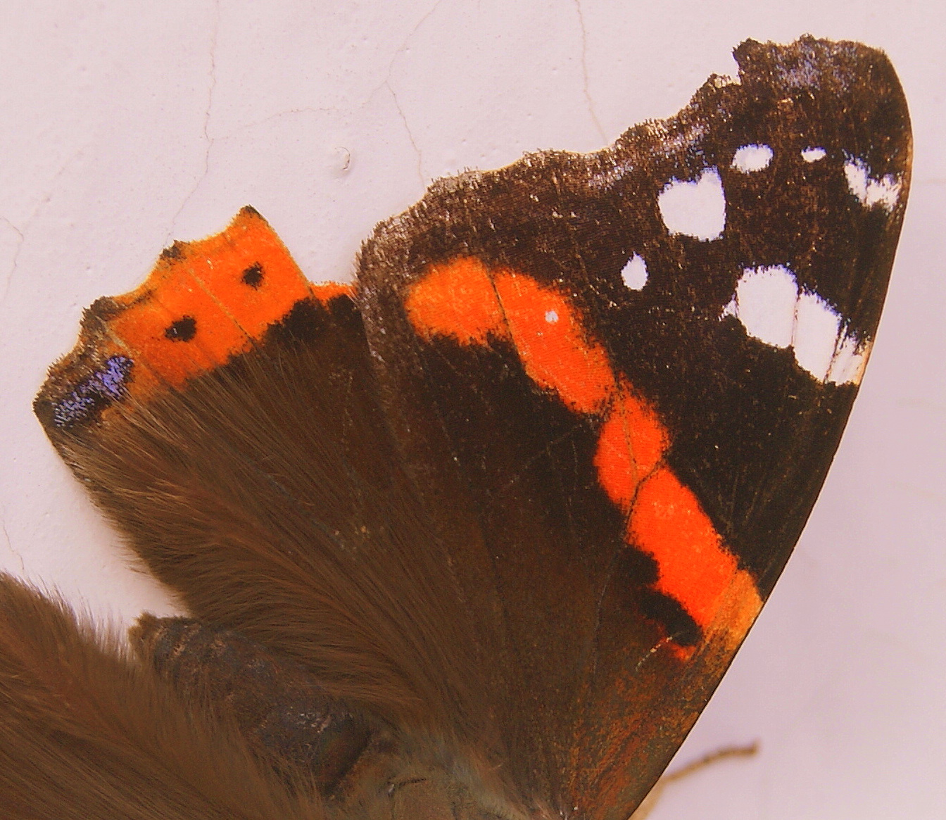 MUNTANYES I CAMINS (i altres històries...): PAPALLONES