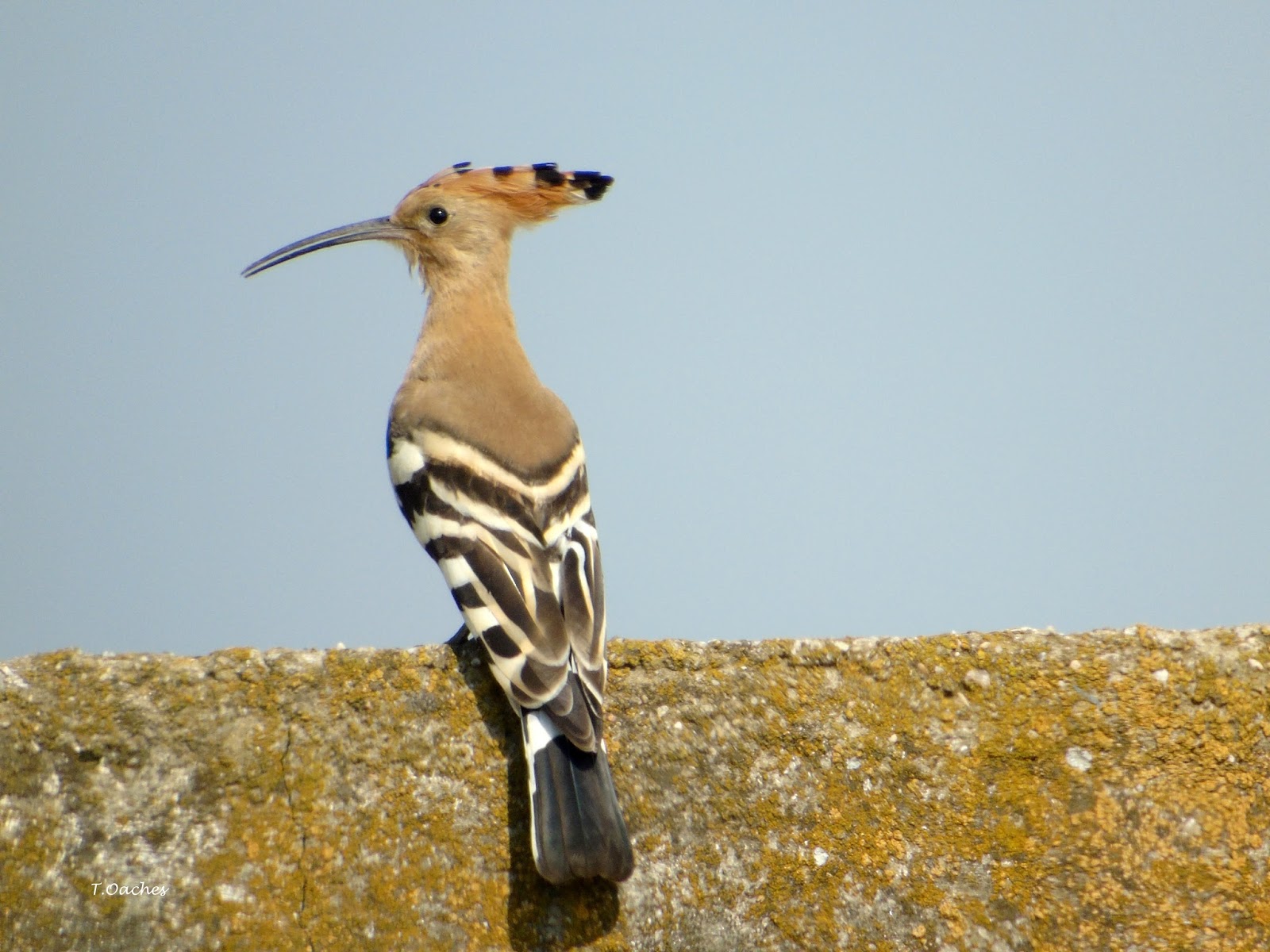 PASARI DIN ROMANIA: PUPAZA, Upupa epops