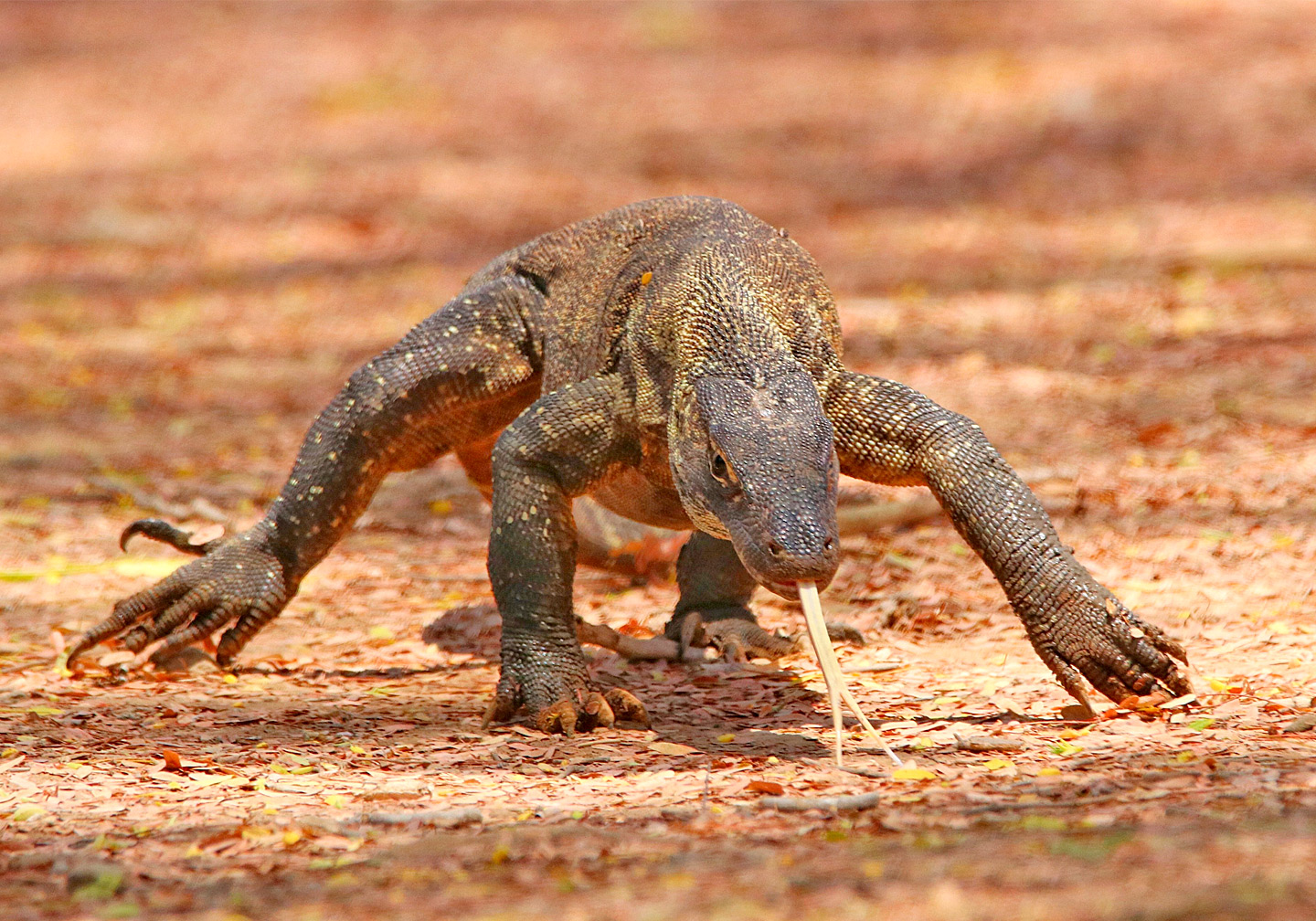 2019 Bali and The Lesser Sundas Tour Recap | Pitta Tours