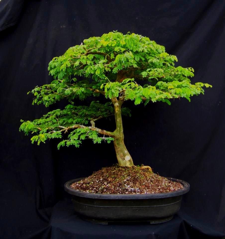 Brazilian Rain Tree Bonsai at Monique Wilkerson blog