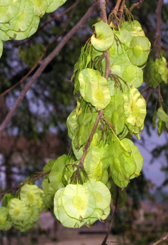 Gifting Trees...: The Complete Elm!