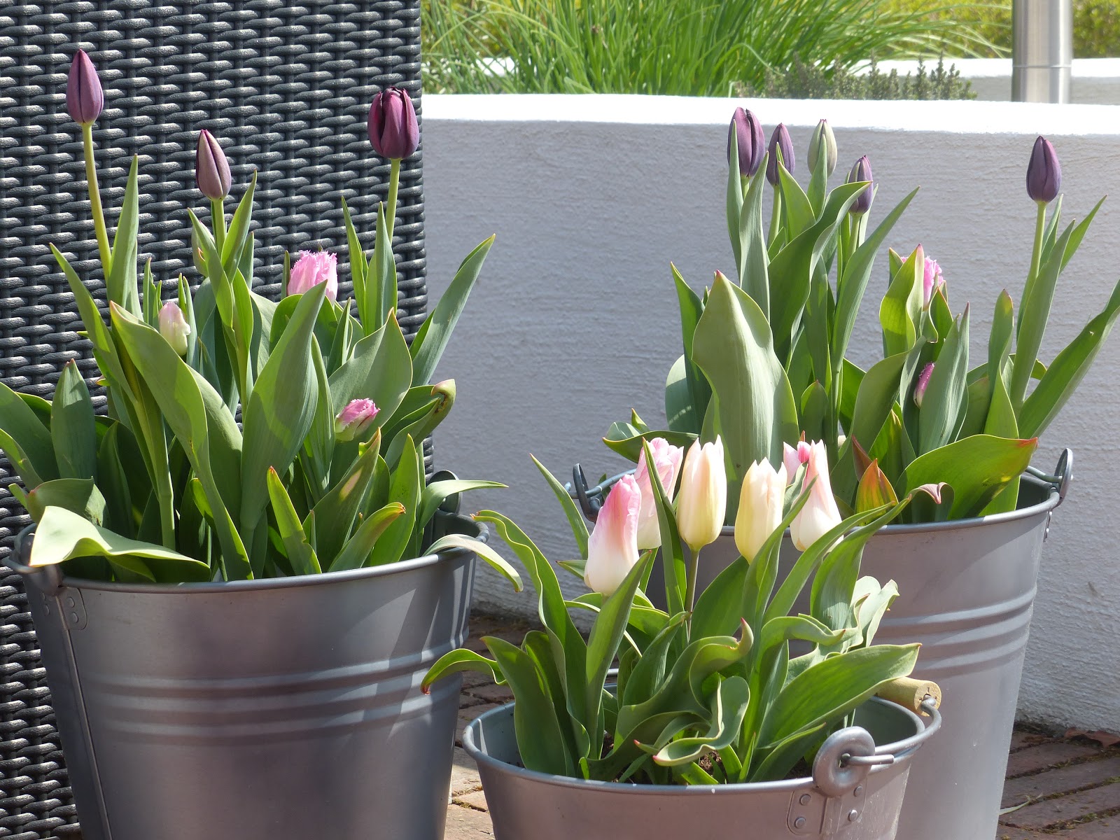 Casa Vik - Sandblomman Interior & Design: Odla tulpaner i kruka och ...