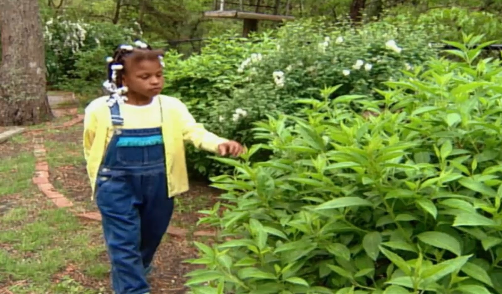 Watch Elmo's World Bugs