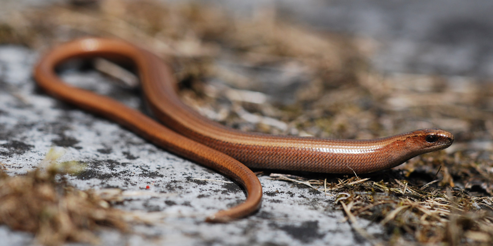 Yorkshire Field Herping and Wildlife Photography: Early Summer Herping