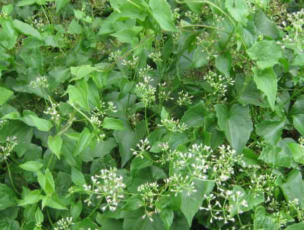 Berbagai Macam Jenis Gulma Berdaun Lebar Beserta Photonya | -Petani TOP-