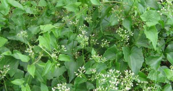 Berbagai Macam Jenis Gulma Berdaun Lebar Beserta Photonya | -Petani TOP-