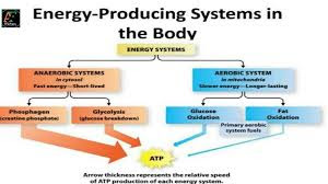 EXAMS AND ME : Phosphagen System