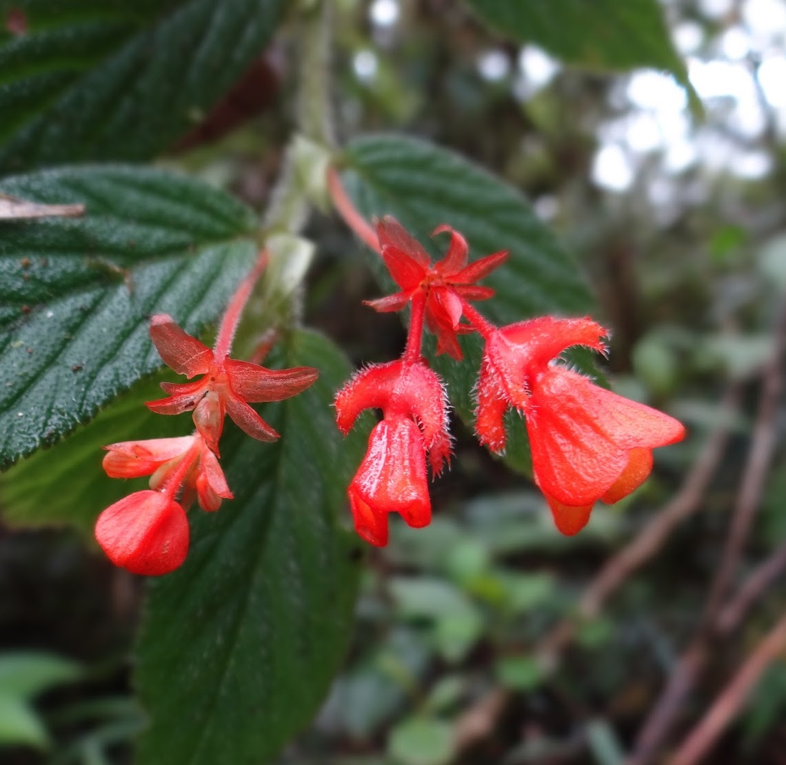 Species New to Science: [Botany • 2016] Begonia suaviola & B ...
