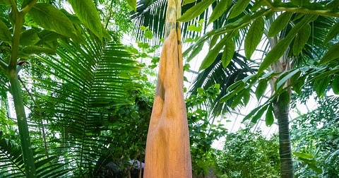 The Corpse Plant: How It Lives