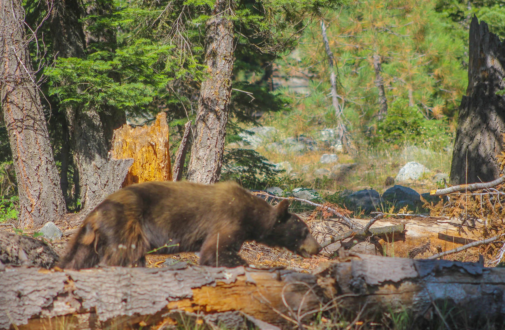 Cannundrums: California Black Bear