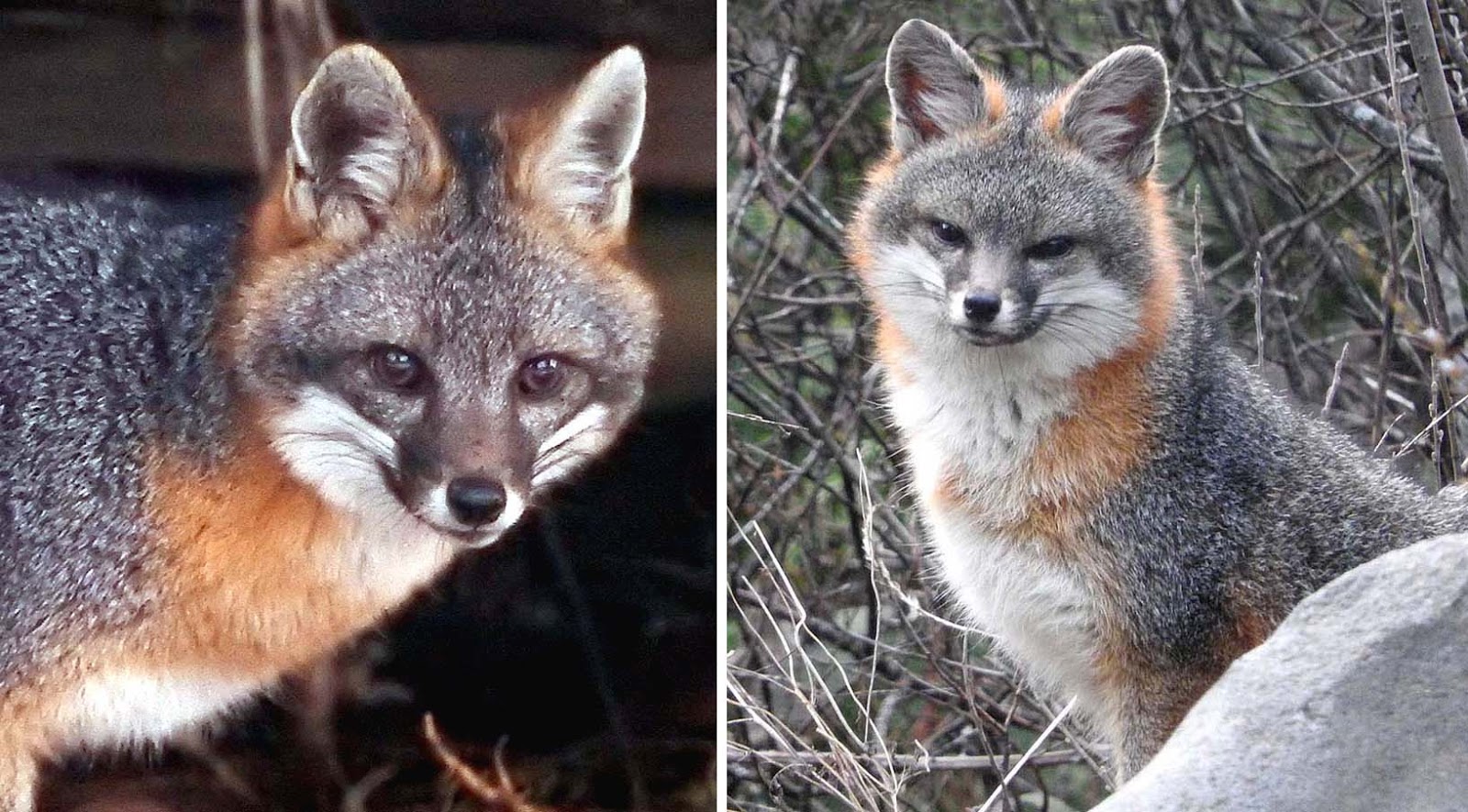 North Yuba Naturalist
