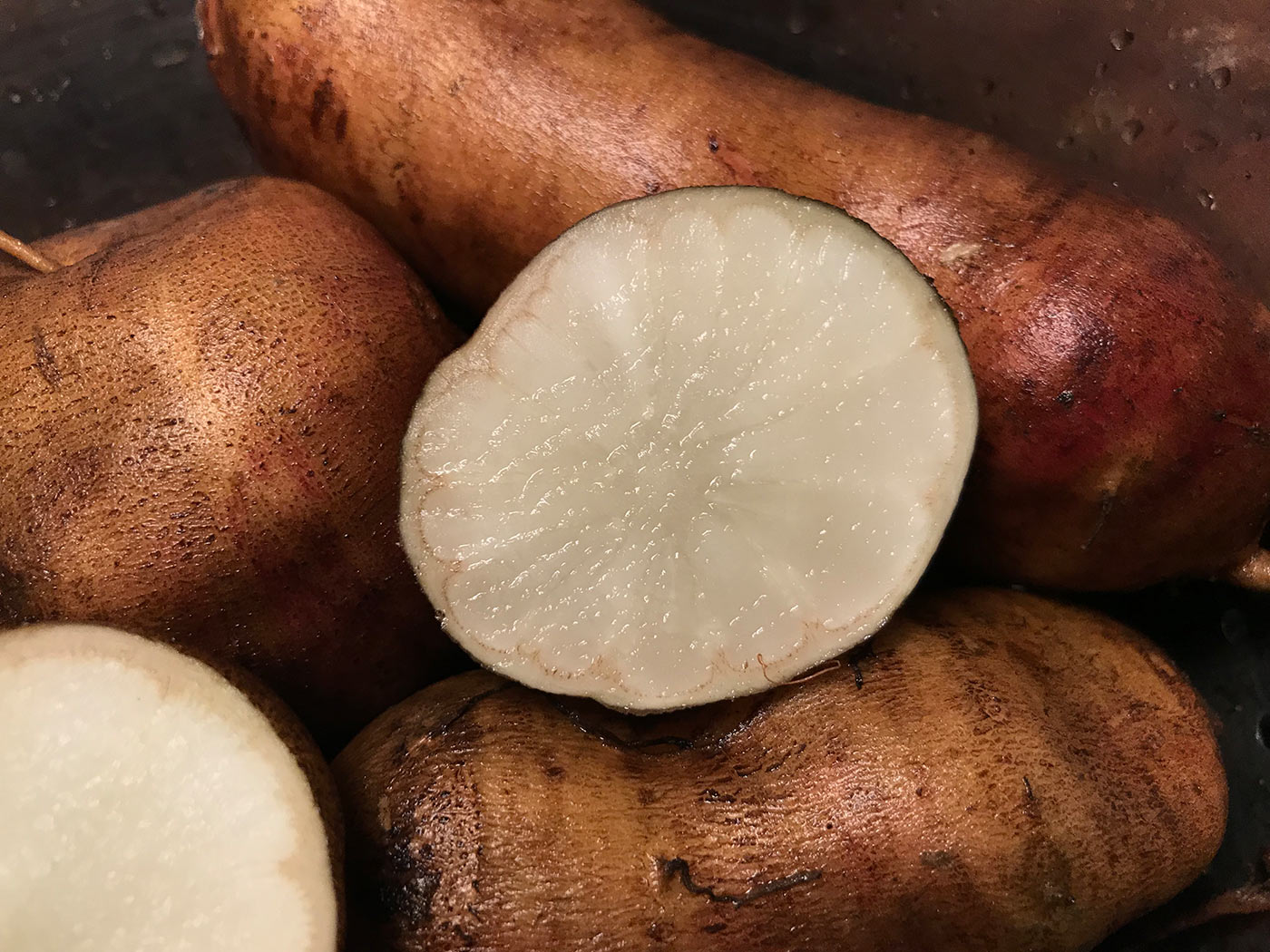 Gartenzone: Yakon, Polymnia sonchifolia, wieder was Neues