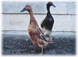 Jenis-Jenis Itik Indian Runner (Anas Javanica) ~ Gudang Ilmu