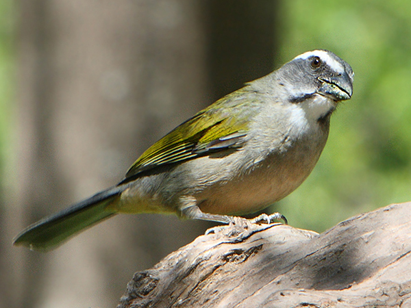 Argentina nativa: Pepitero verdoso (Saltator similis)