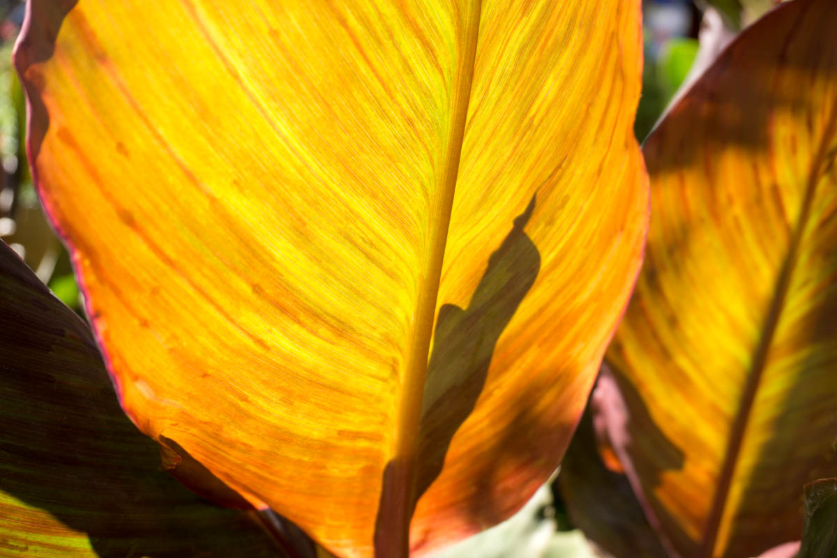 Plantas de Huerta Otea, Salamanca: Achira, capacho (Canna indica)