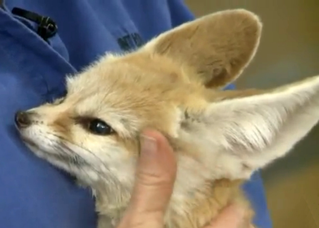 AnimalPalooza: St Louis Zoo Gives Three Legged Fox A Second Chance At Life