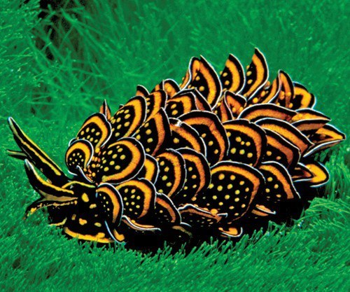 getStunned: World’s Top 10 Most Amazing Sea Slugs