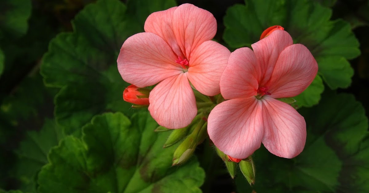 MAP: CORAL 'GERANIUM'