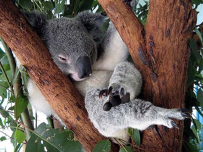 Amazing Koala: Endangered Species, Koalas Facts, Photos, Information ...