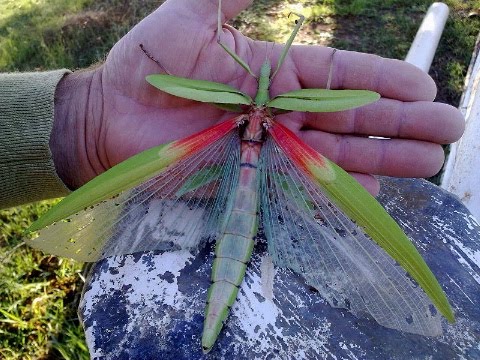 insecto palo mata caballos