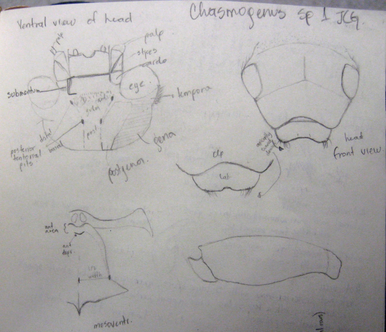 Acidocerinae: Morphological character's matrix