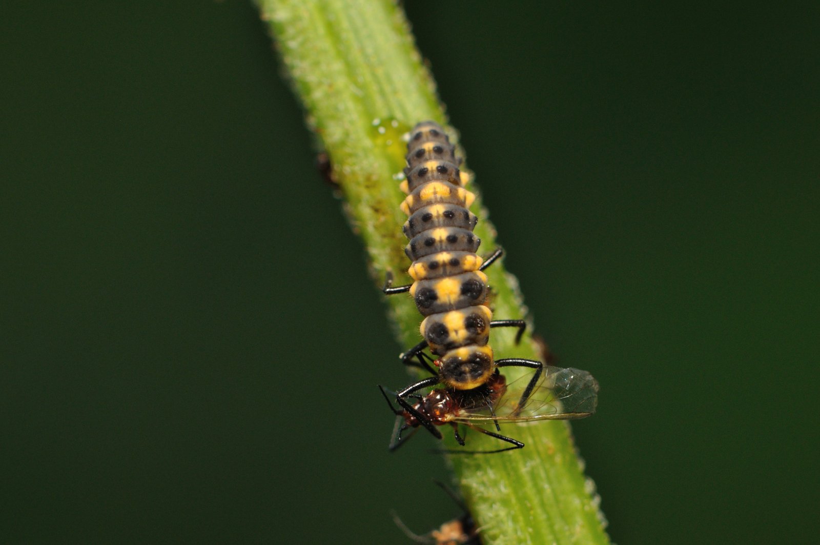 Food webs in the garden: ladybug beetles | the pace of nature