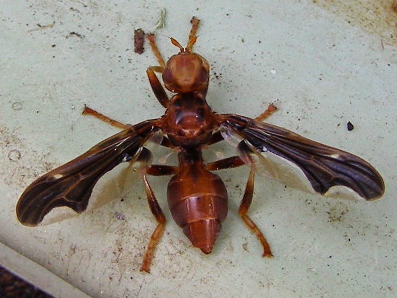 Blue Jay Barrens: Waved Light Fly