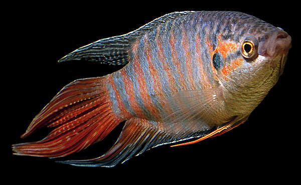 Labyrinth Fish - Fishes World - HD Images & Free Photos