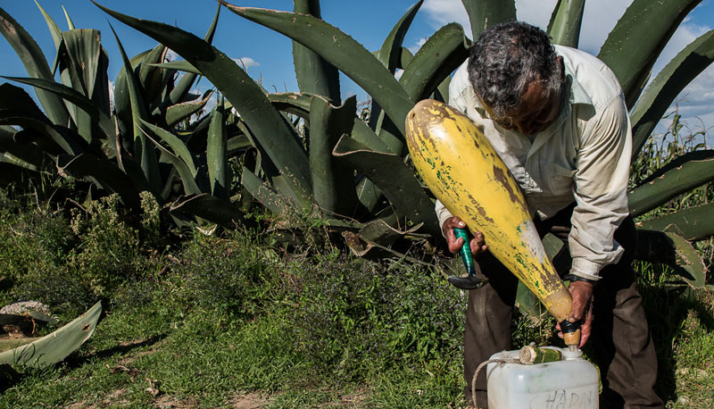 Edoméx en línea: El pulque, la bebida de los dioses mexicas: Su ...