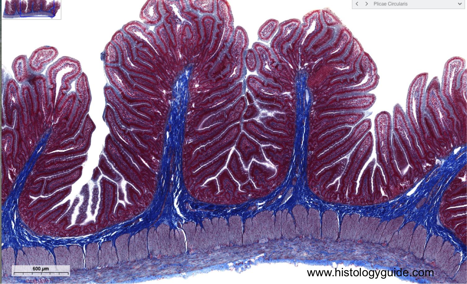 Atlas virtual de histologia e patologia: INTESTINO