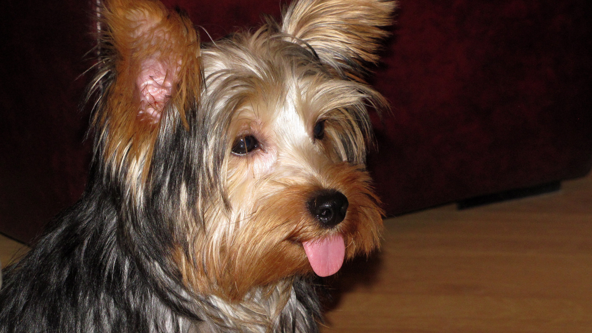 La mulți ani Azorel! (2 ani) - Blogul Larisei