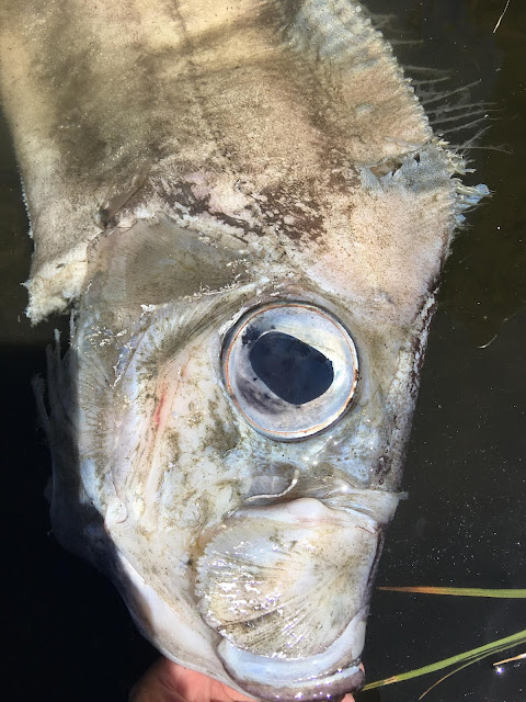 Depth and Taxa: Will the Real Oarfishes, Please Swim Up?!