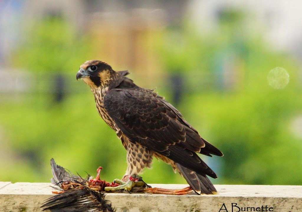 Avian Images: Peregrines Fledge!