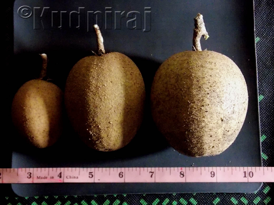 Kudpiraj's Garam Tawa: Seasonal Fruits from Private Lands