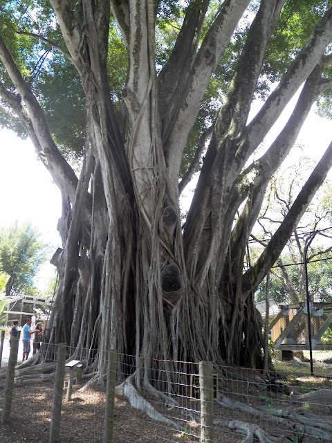 My Backyard: Naples ZOO