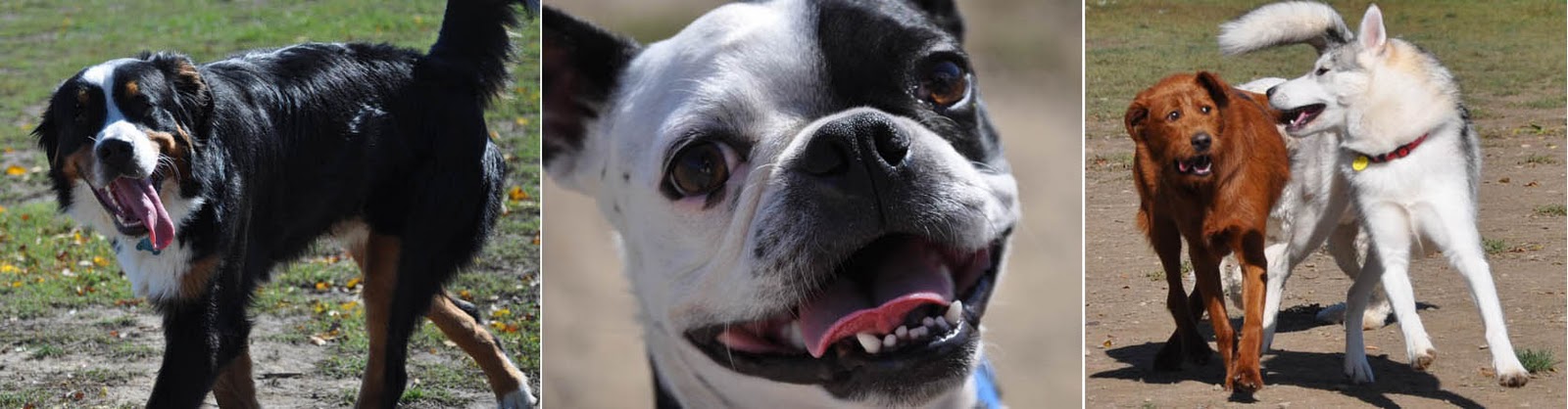 Three Dogs in a Garden: MEET THE BOYS