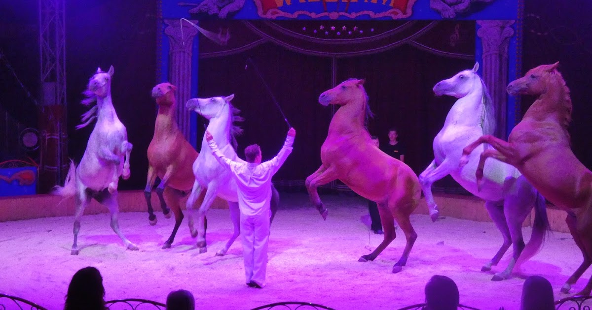Magiczny Świat Cyrku: Najpiękniejsze cyrkowe zwierzęta- KONIE!