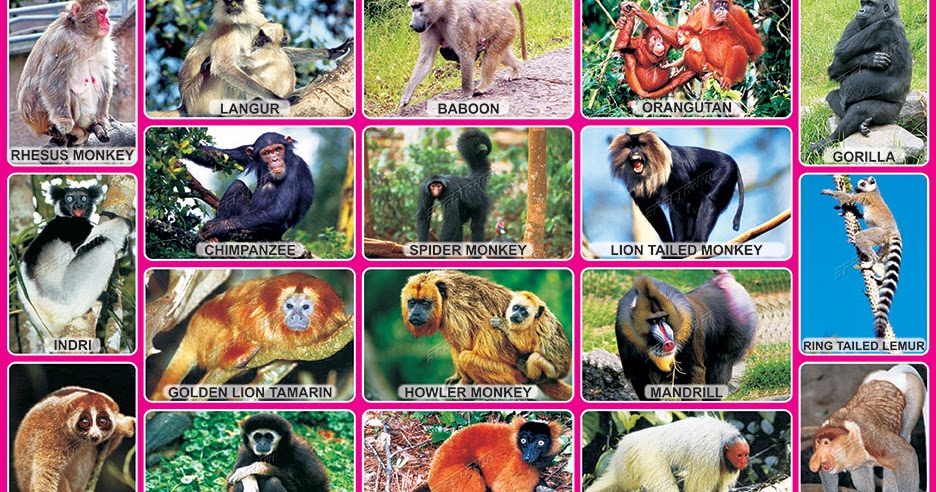 Species Of Monkeys Chart